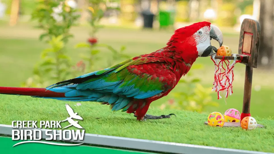 Exotic Bird Show - Dubai Dolphinarium - DubaiThingsToDo
